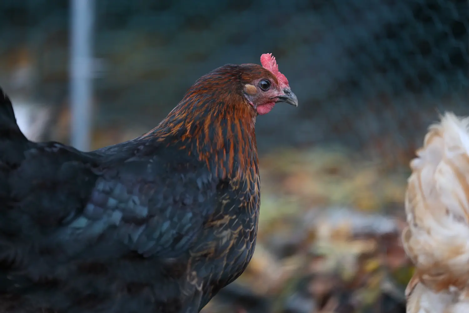 Copper Maran Chickens - UK Guide